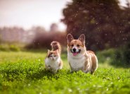 Secret Life Of Pets The Balance Sheet Yardi Corporate Blog